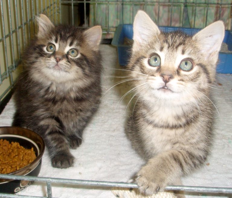 ADOPTION INFORMATION - Forgotten Felines and Fidos, Inc.