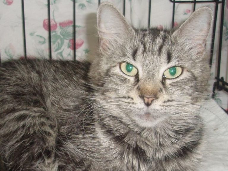 steve - Forgotten Felines and Fidos, Inc.