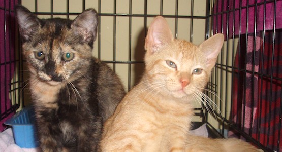 two - Forgotten Felines and Fidos, Inc.