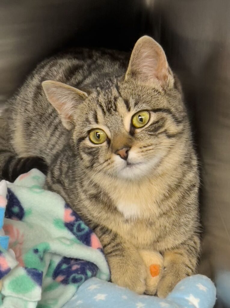 ADOPTION INFORMATION - Forgotten Felines and Fidos, Inc.